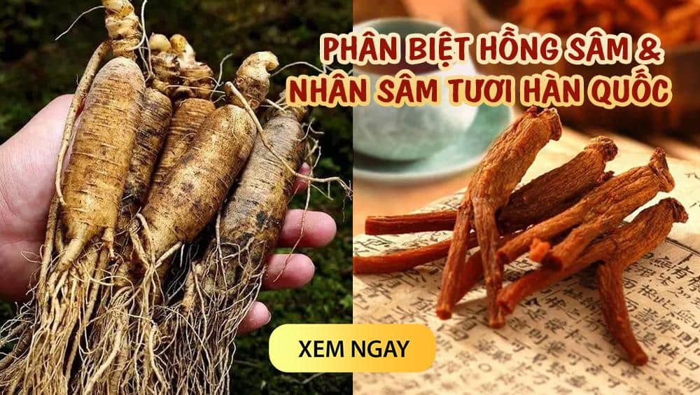 Phân biệt hồng sâm và nhân sâm tươi Hàn Quốc